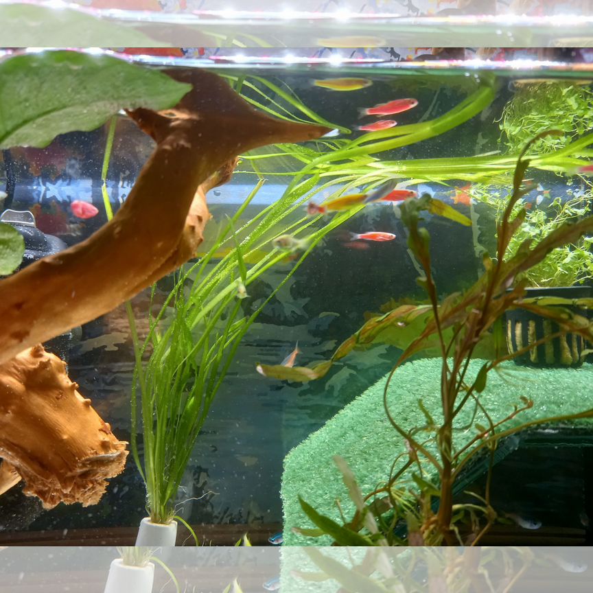 Рыбки неоны данио гло коридорас панда