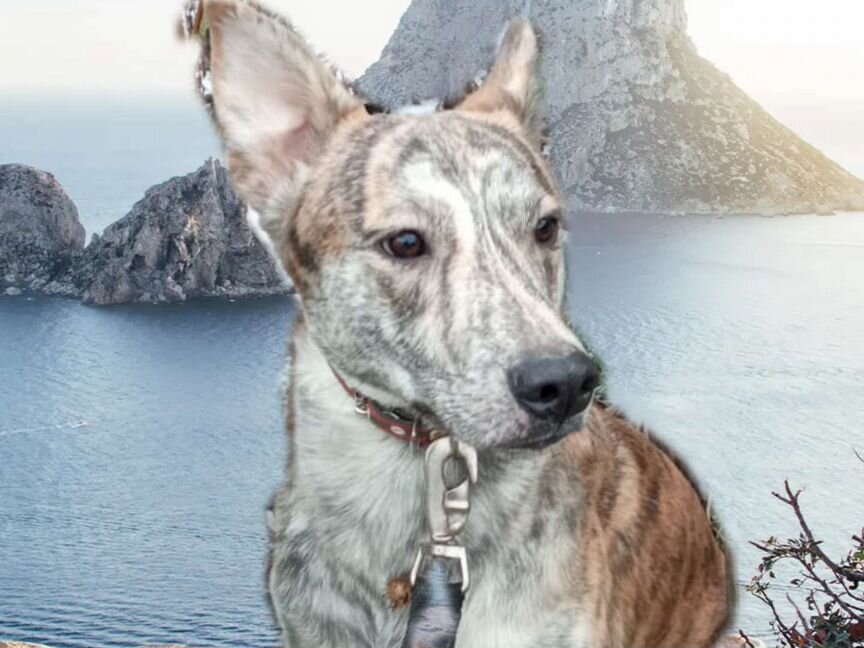 Мальчик мраморный пес - охранник 1 год. Доставка