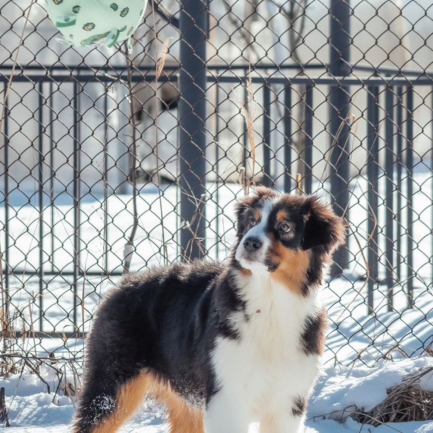 Австралийская овчарка