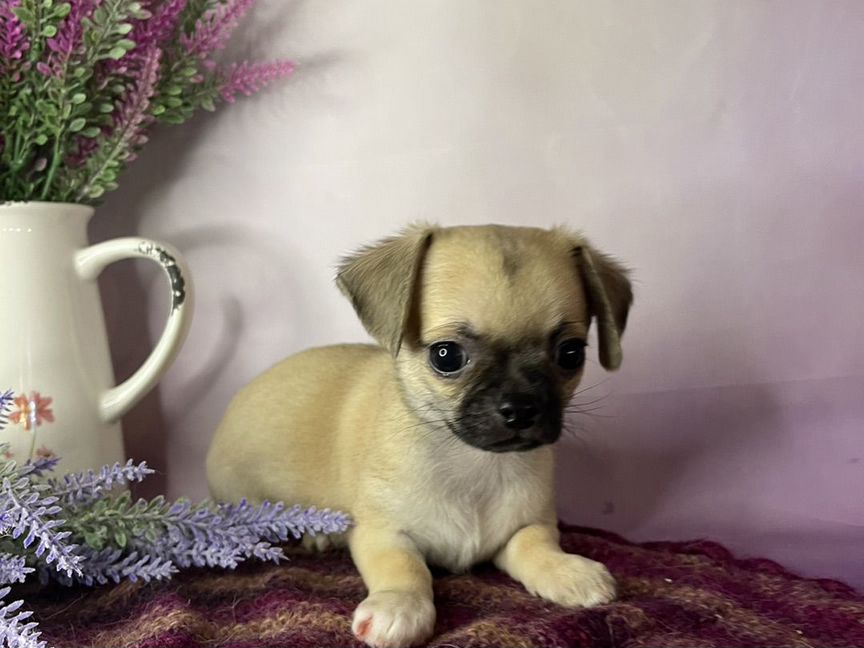 Чихуахуа щенки