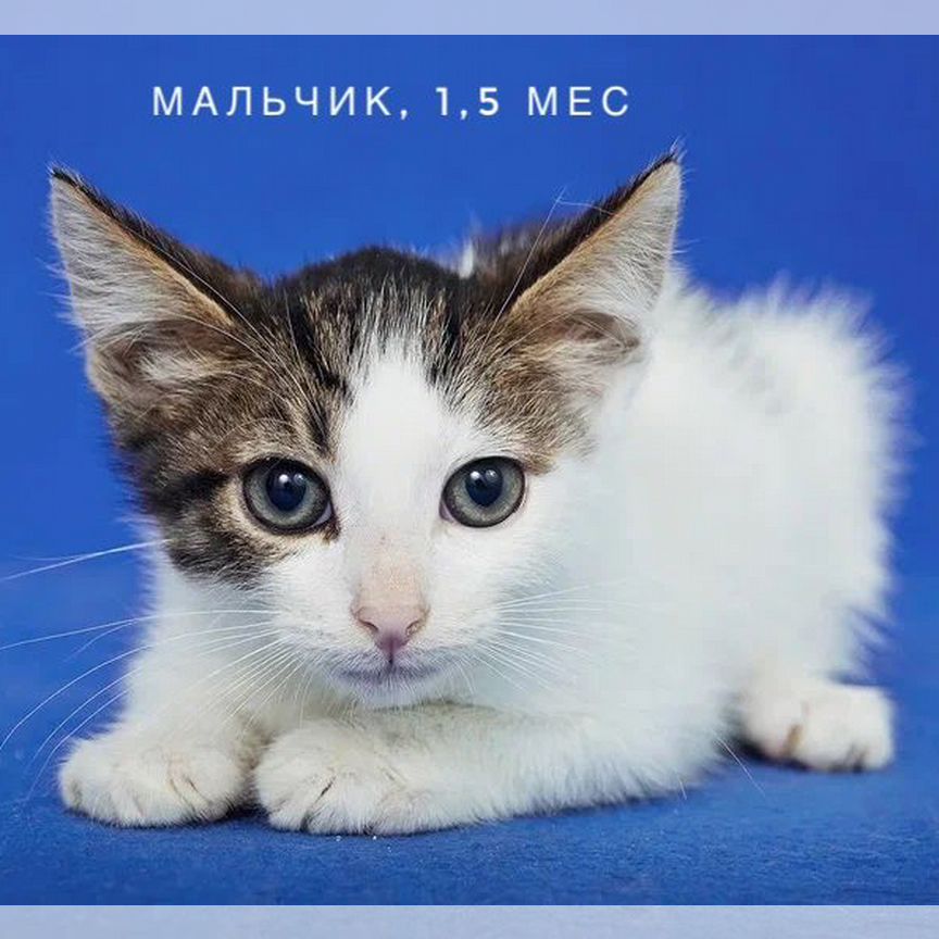 Котёнок в добрые руки