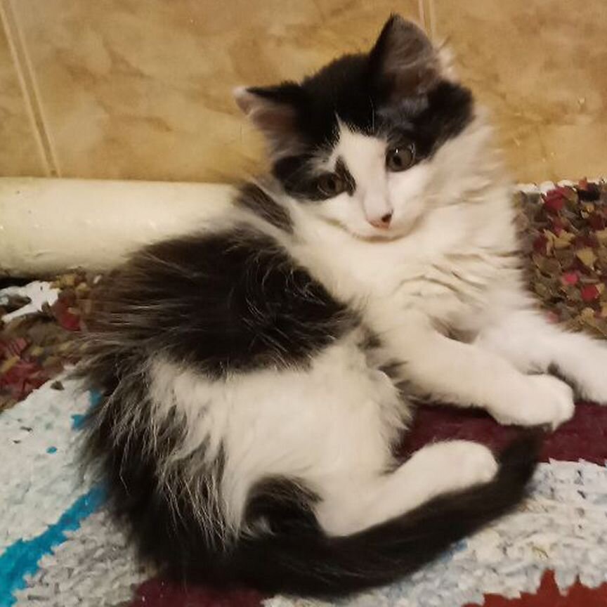 Котёнок в добрые руки