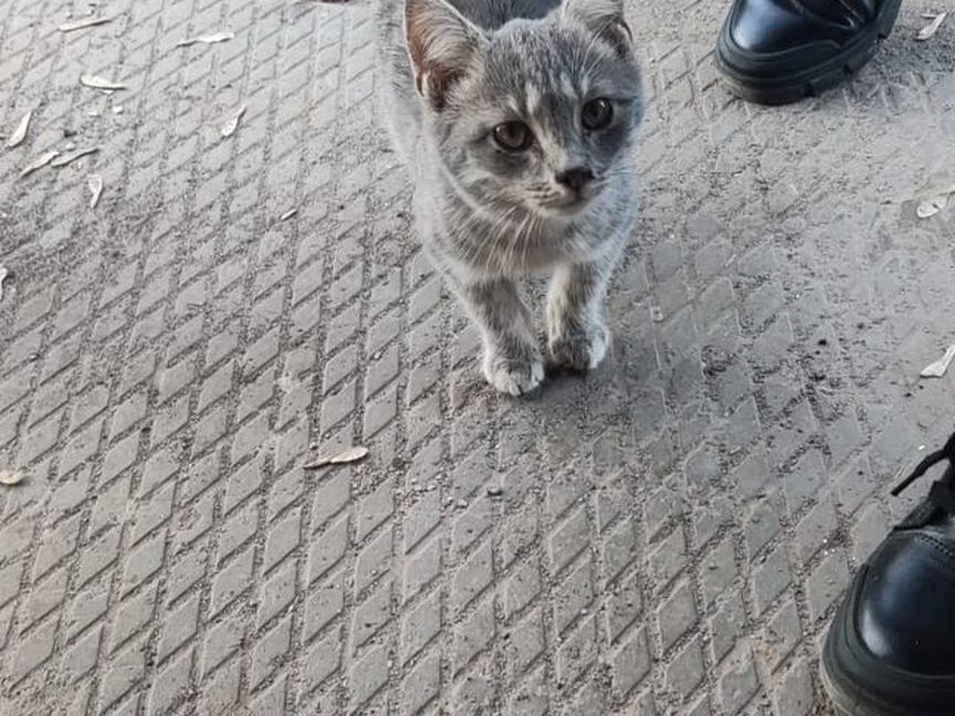 Котята в добрые руки бесплатно мальчик