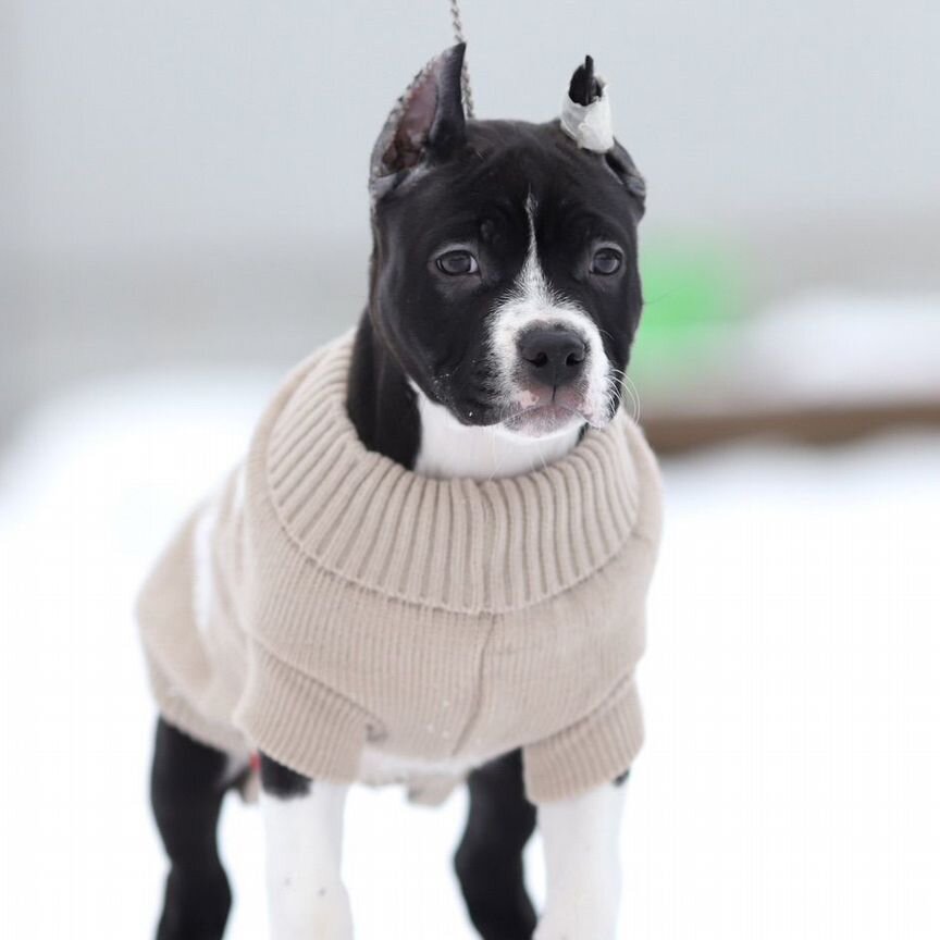 Девочка амстаффа 2 месяца