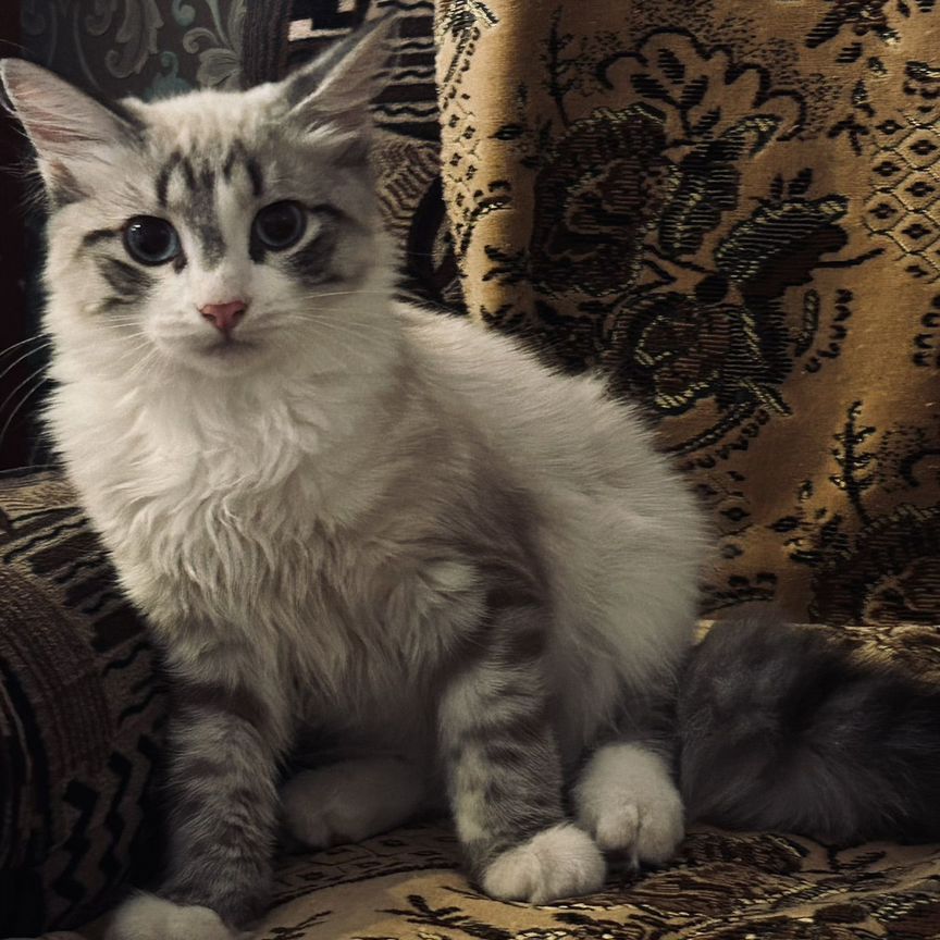 Котенка(мальчика) отдам в добрые руки