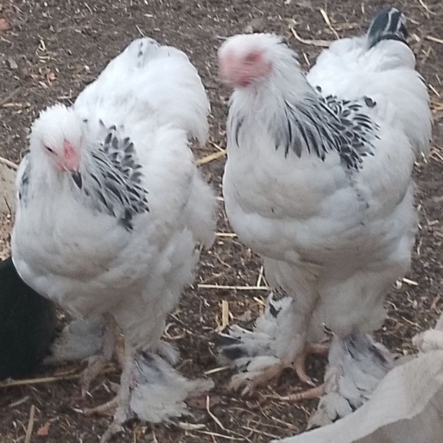 Молодые петухи