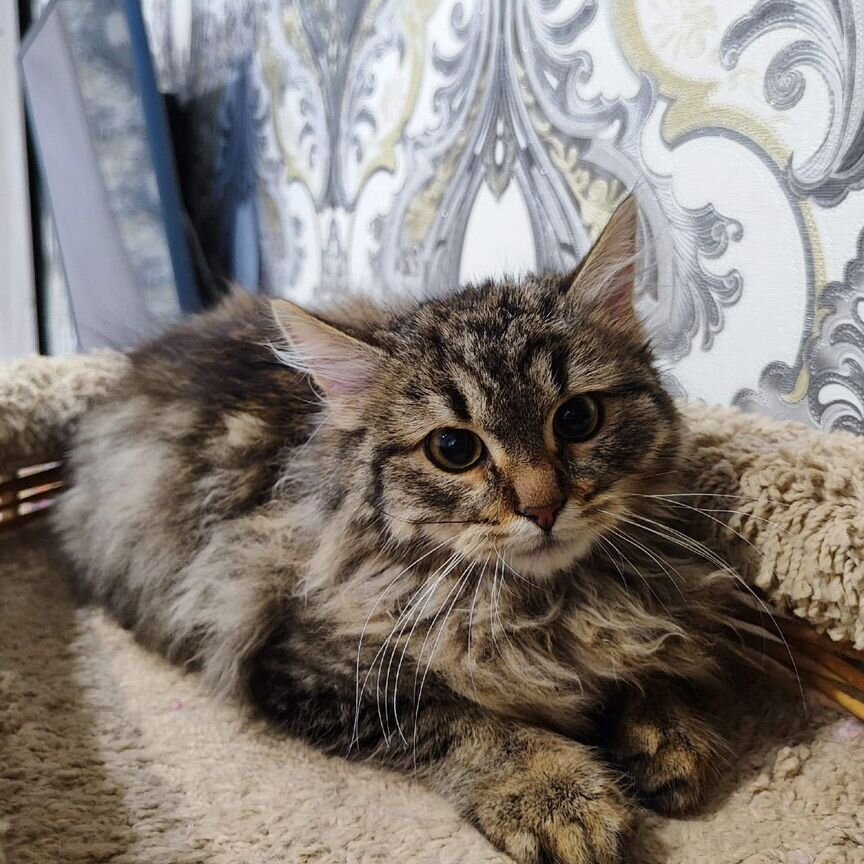 Котенок девочка бесплатно