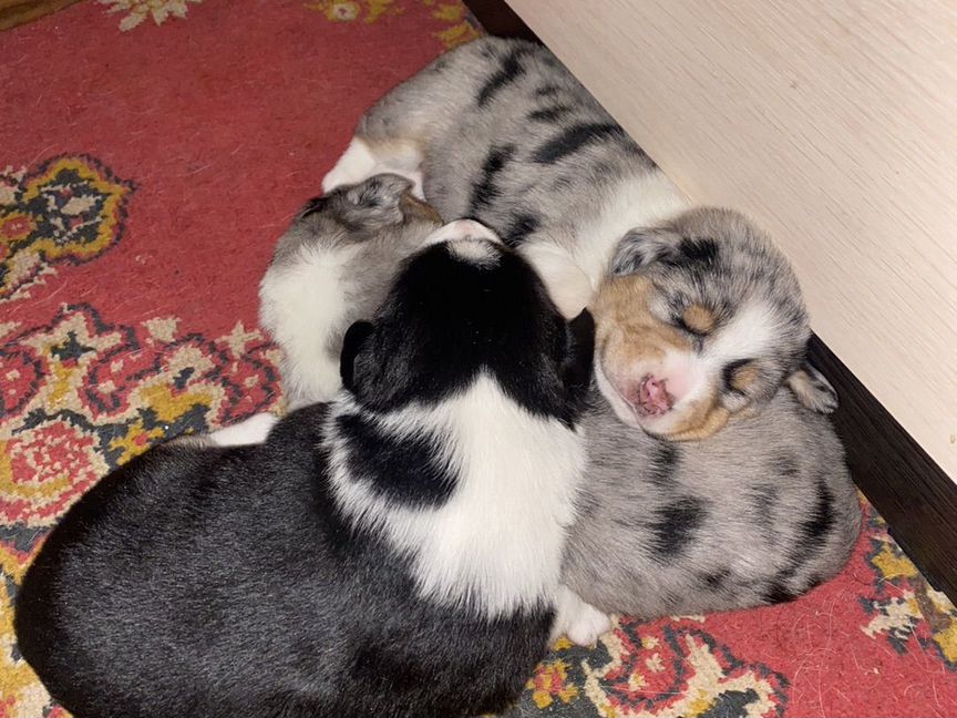 Щенки колли (помесь)