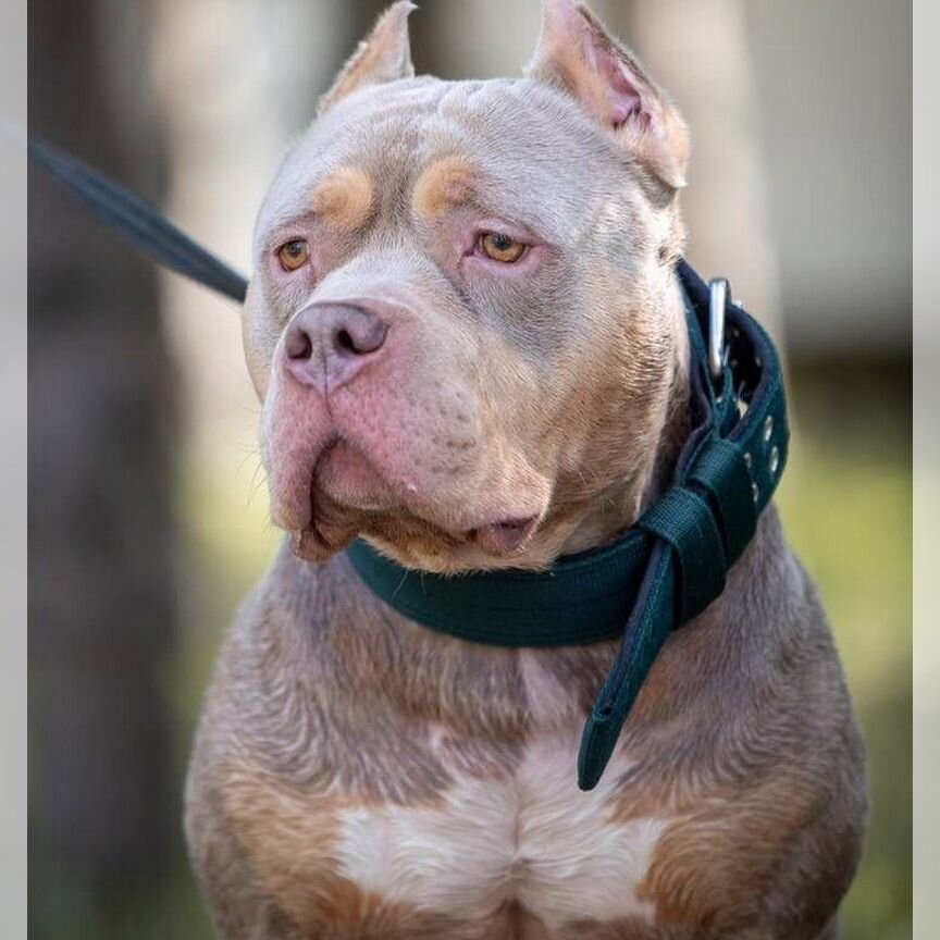 Американский булли, взрослый пёс