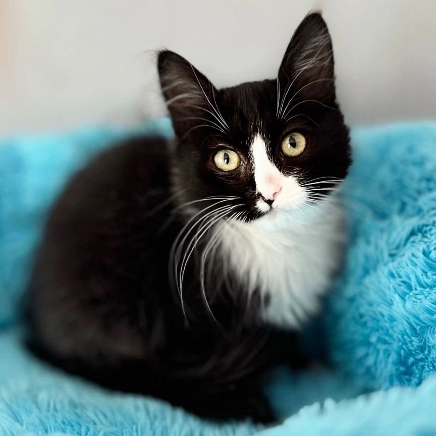 Котята в добрые руки бесплатно