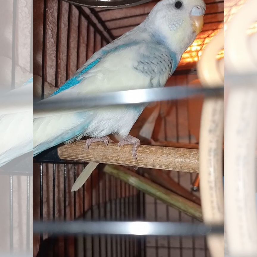 Птенцы волнистый попугай (девочка) 45 дней