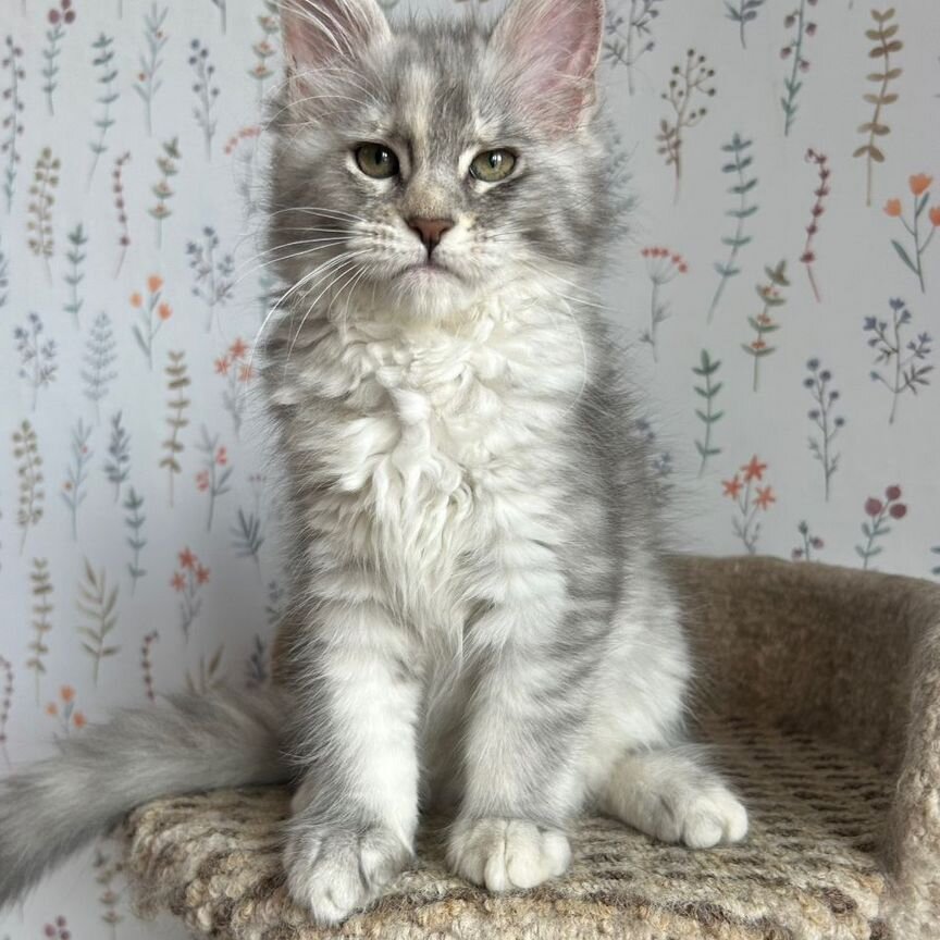 Мейн-кун котёнок