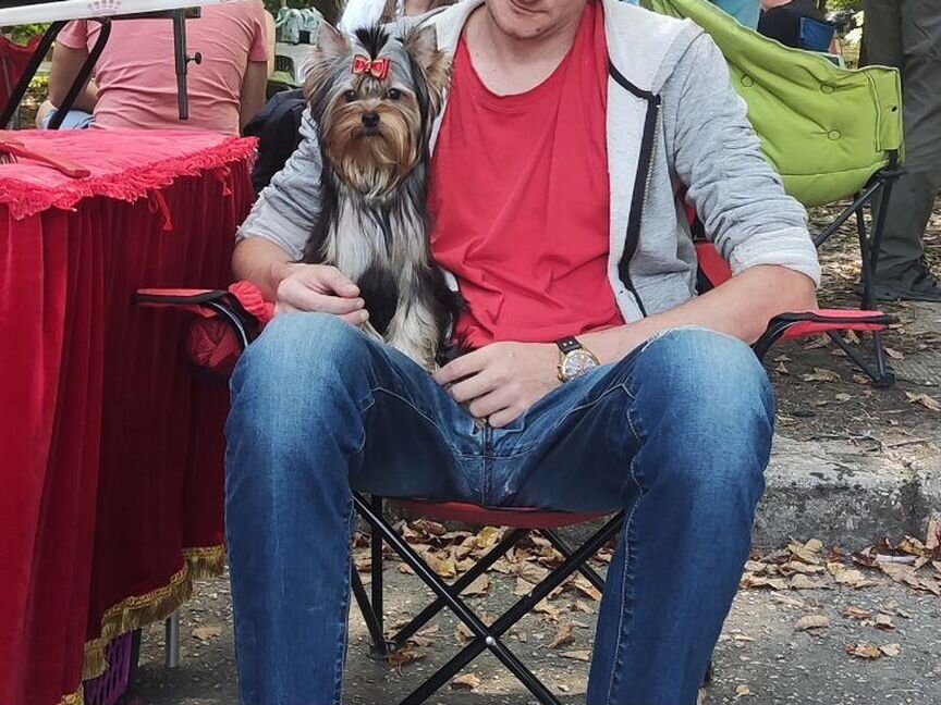 Йоркширский терьер щенки