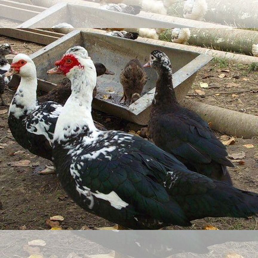 Индоутка мускусная утка