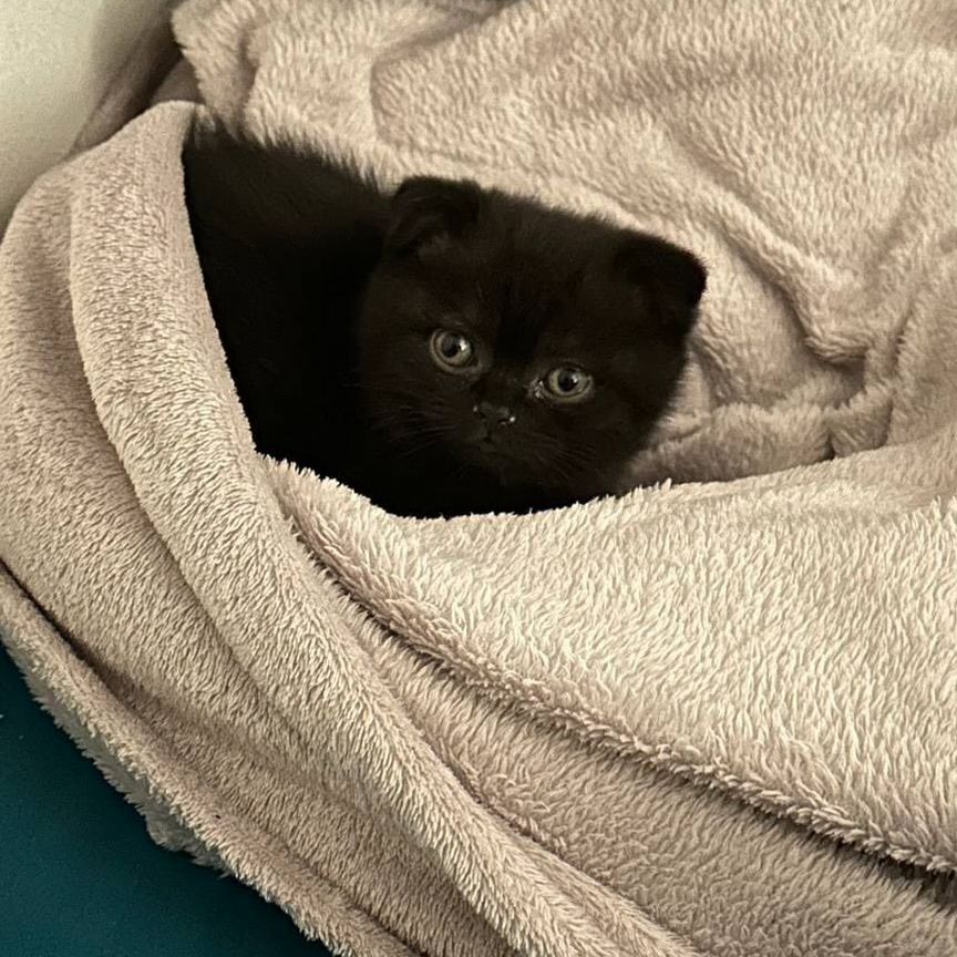 Черный котенок вислоухий шотландец