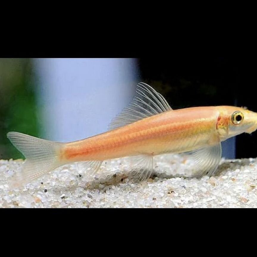 Геринохейлус