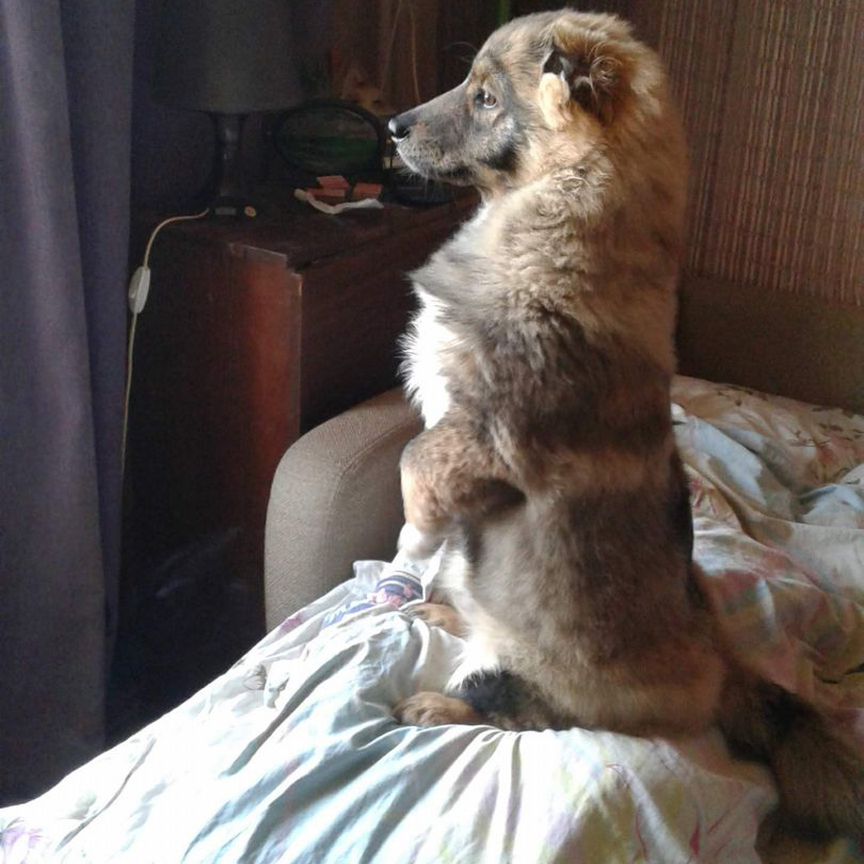 Метис "Карликовый кавказец" в добрый руки