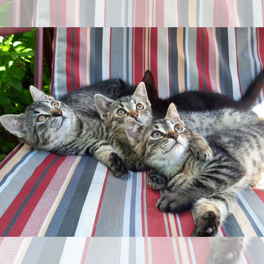 Котята в добрые руки
