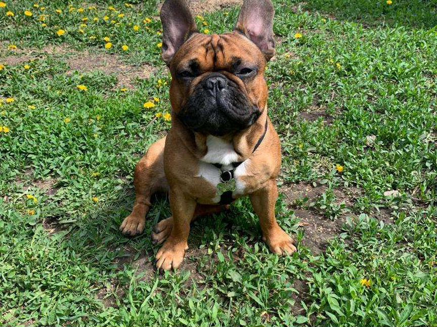 Французский бульдог кабель вязка