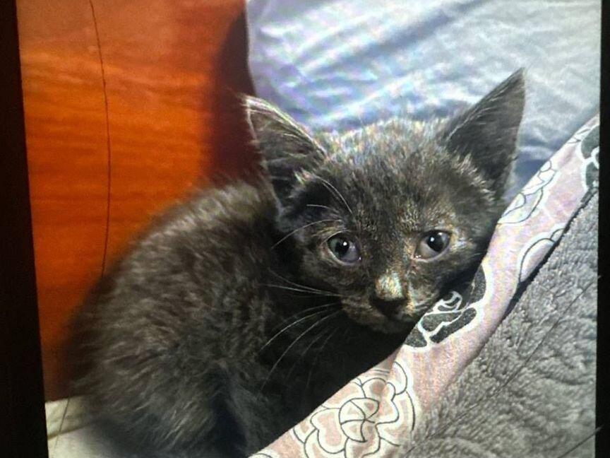 Котенок в добрые руки