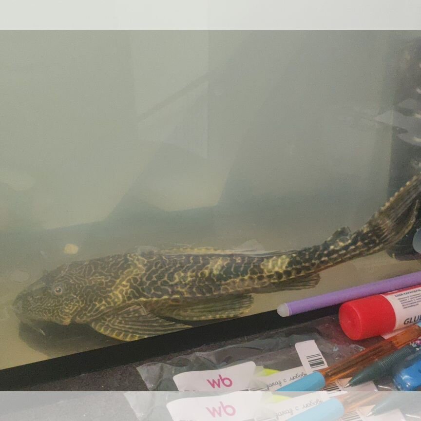 Птеригоплихт (Парчовый сом)