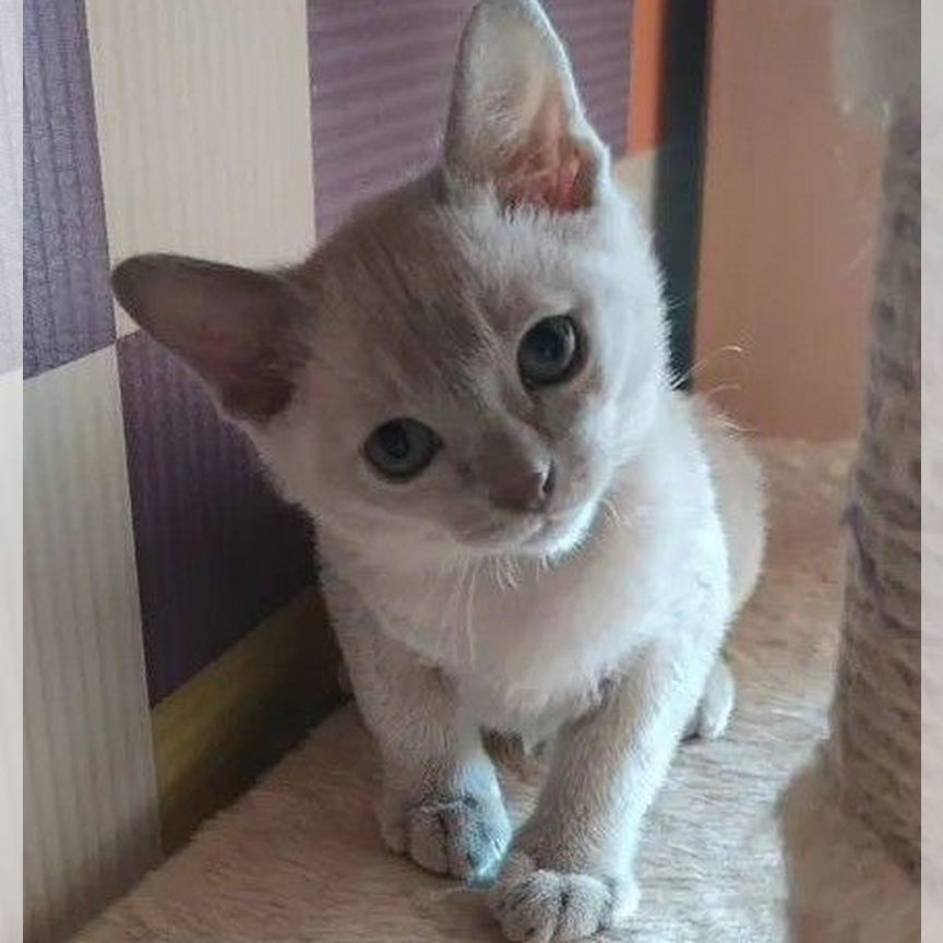 Европейский бурманский котёнок