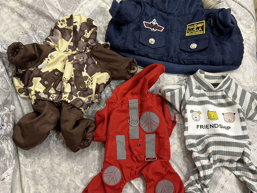 Одежда для кошек или собак мелкой породы