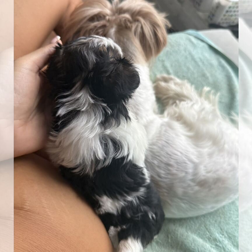 Бивер-йоркширский терьер, щенок