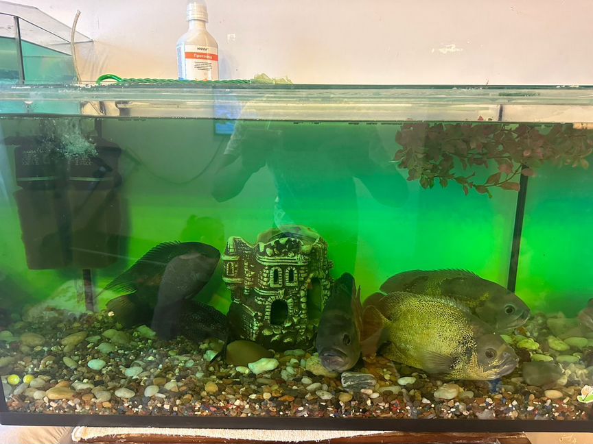 Аквариум с рыбками 180л