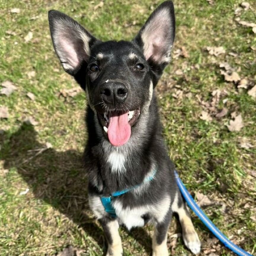 Щенок в добрые руки бесплатно