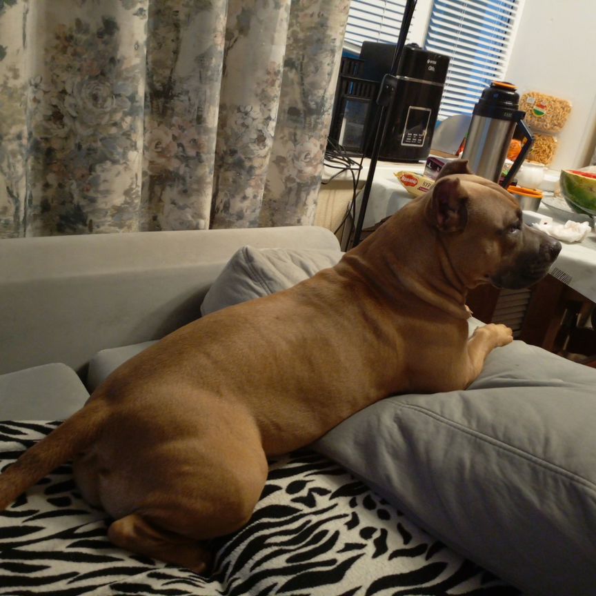 Отдам в добрые руки собаку Американского буля