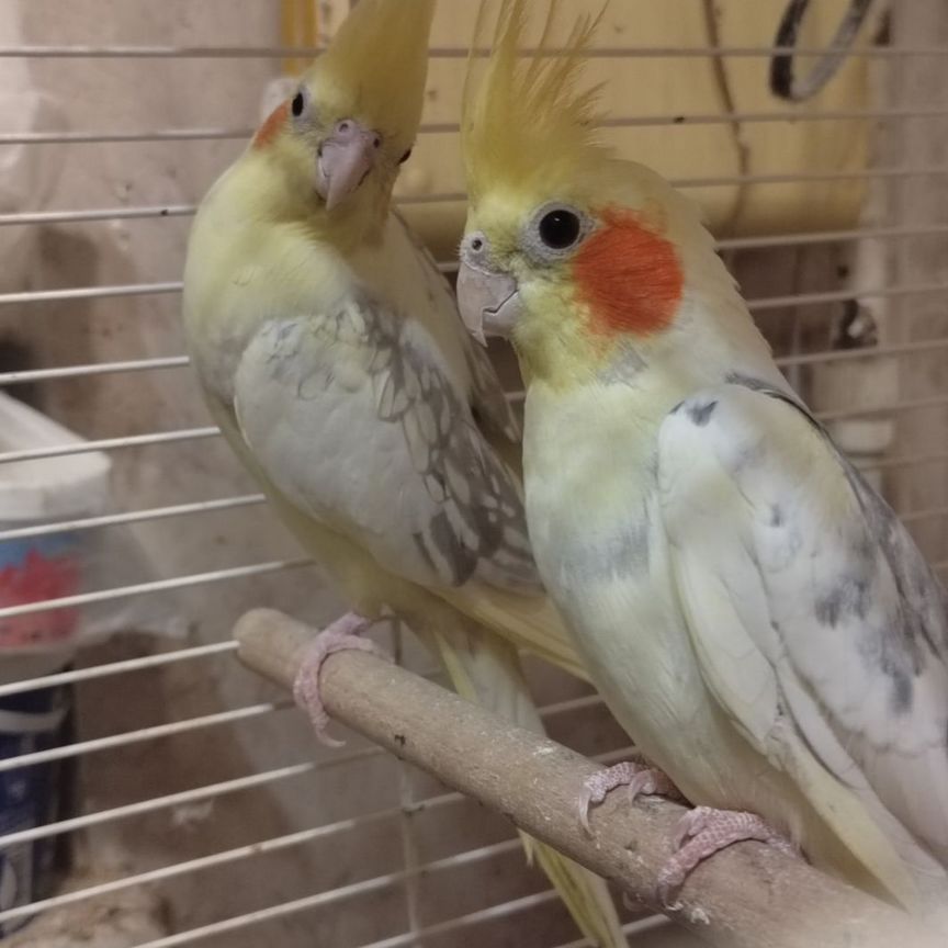 Попугай корелла пара