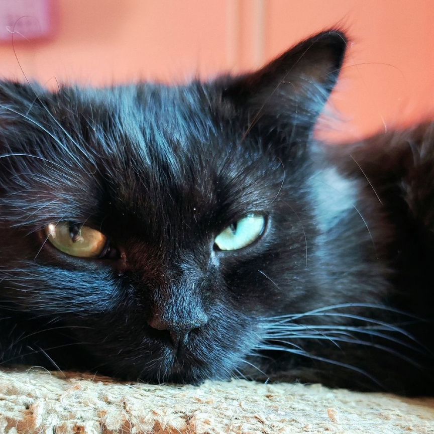 Ласковая красавица Черри в добрые руки