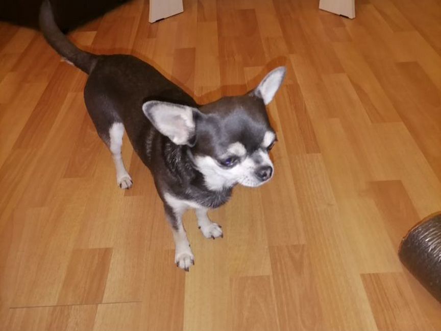 Чихуахуа,ждём девочку,парень активный,вес 3,500