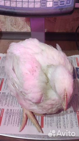 Бройлеры на мясо (10 голов)