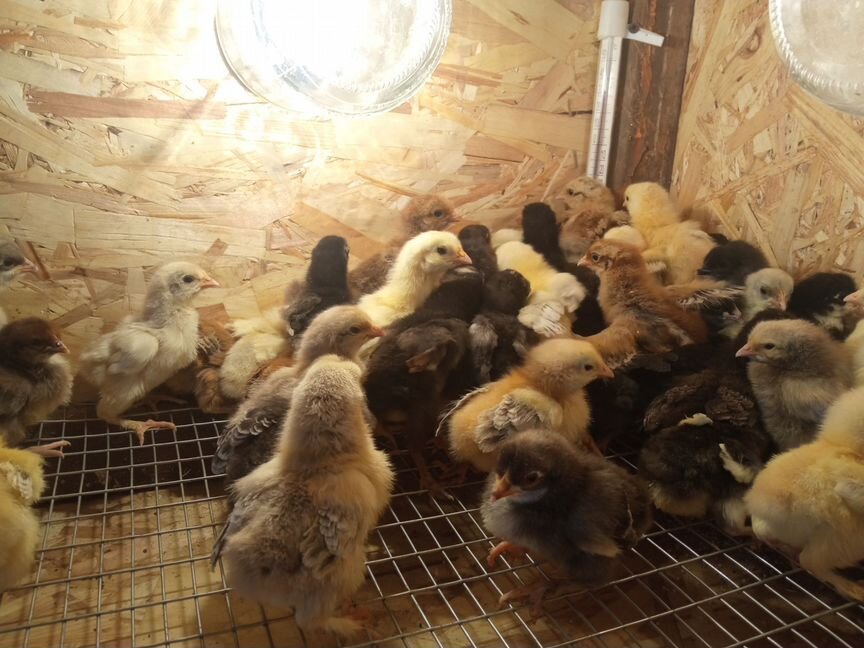 Цыплята домашних кур