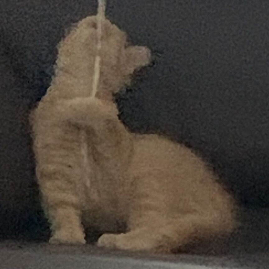 Котенок мальчик