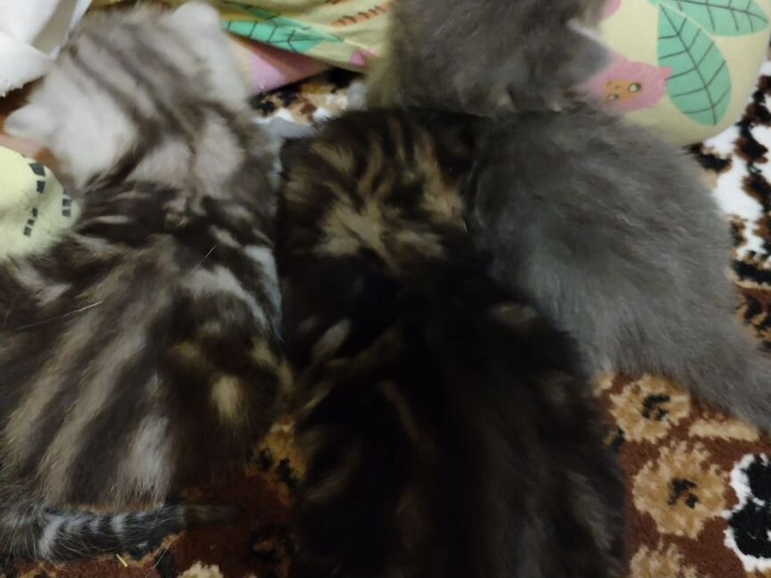 Шотландские вислоухие котята