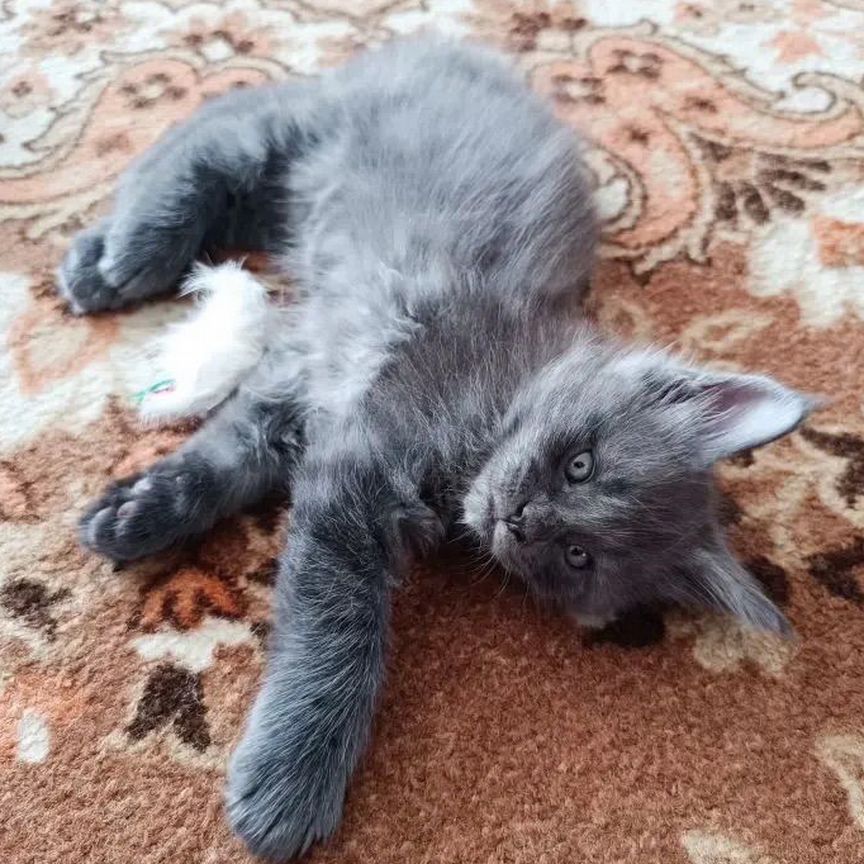 Мейн-кун котёнок