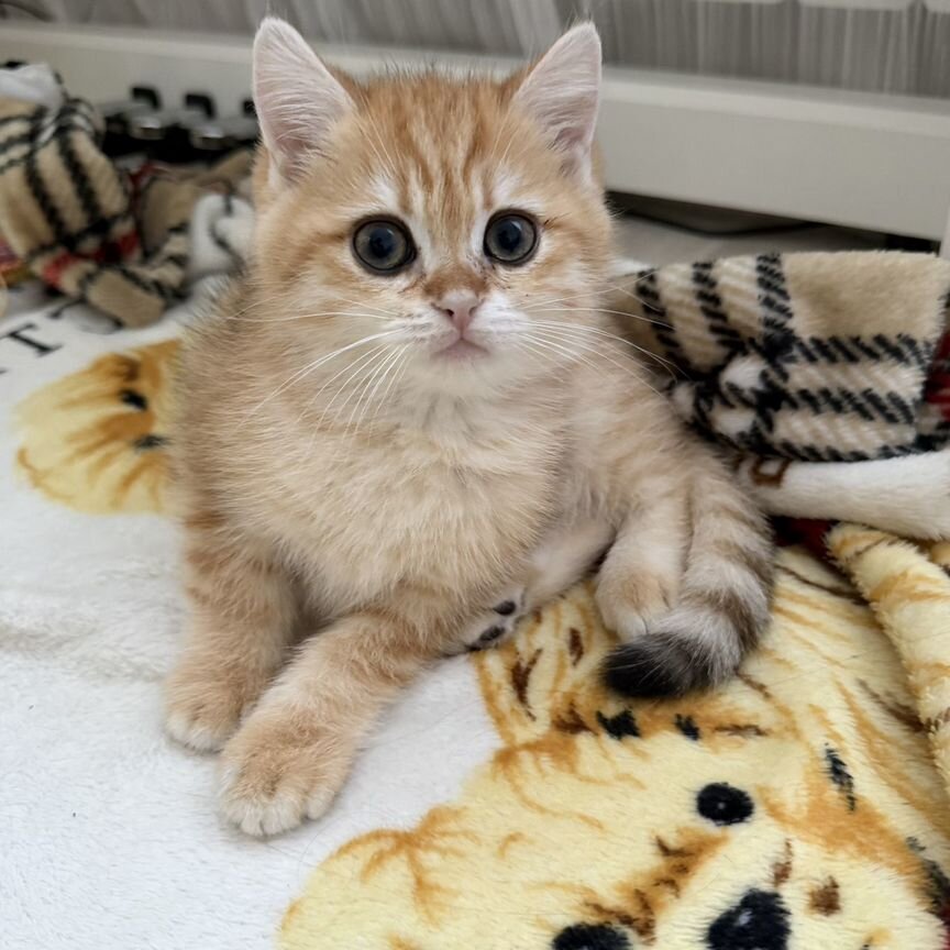 Шотландский прямоухий короткошёрстный котёнок