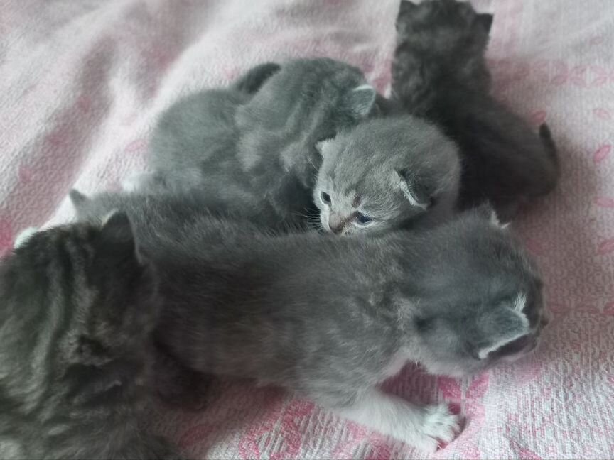 Вислоухие котята