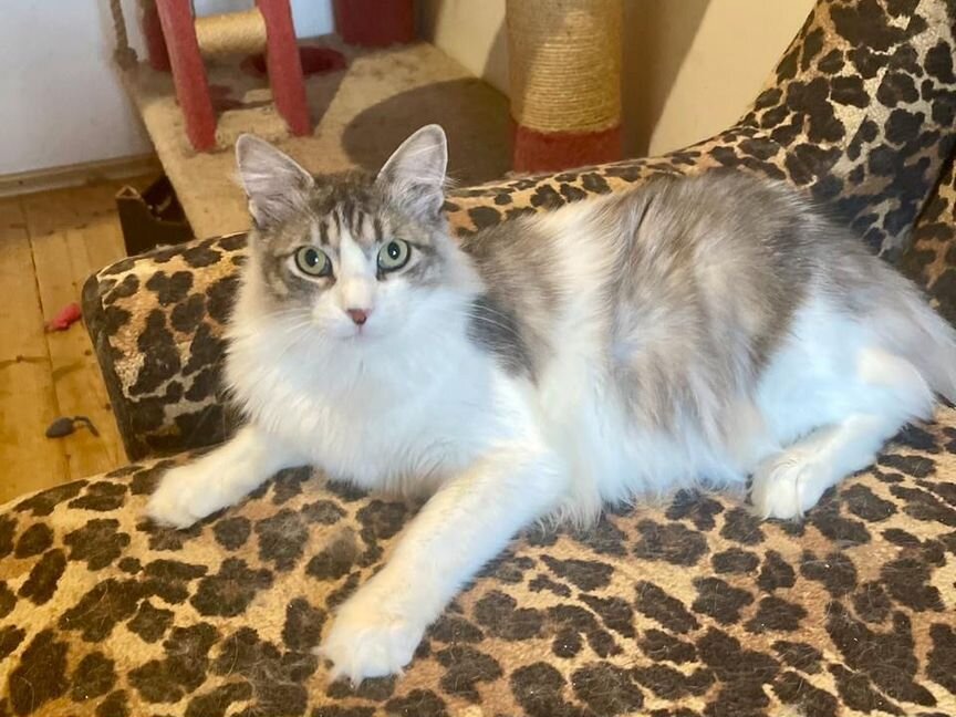 Котик в добрые руки