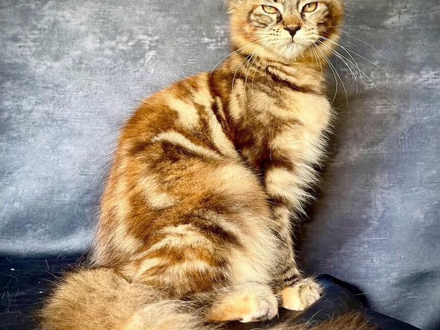 Мейн-кун котята