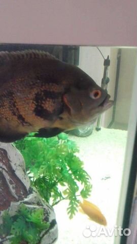 Аквариумные рыбки