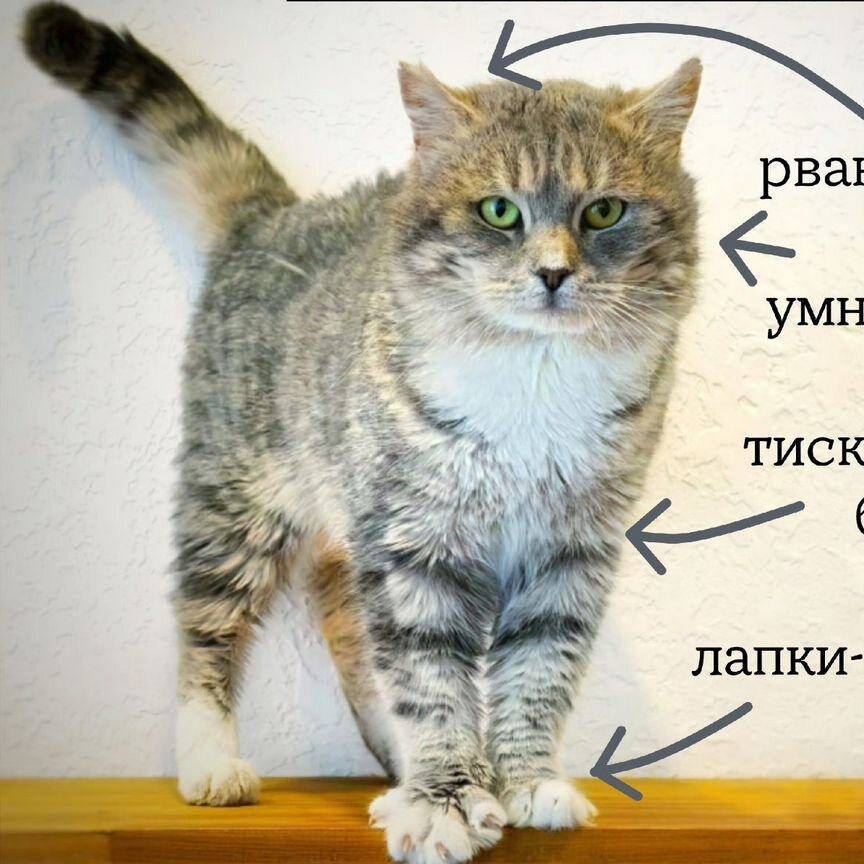 Взрослый кот в добрые руки