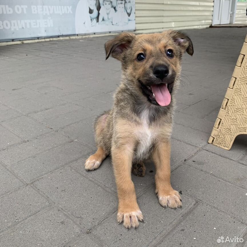 Щенок в добрые руки