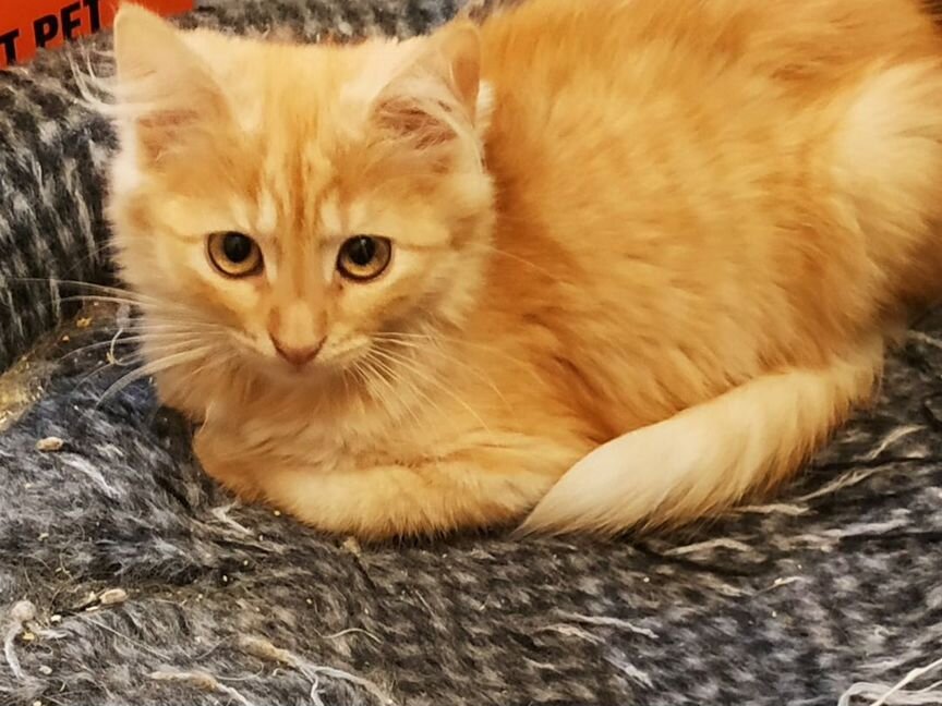 Рыжик мальчик