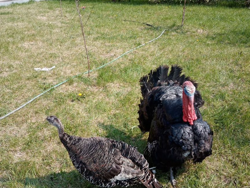 Индюшата подросшие