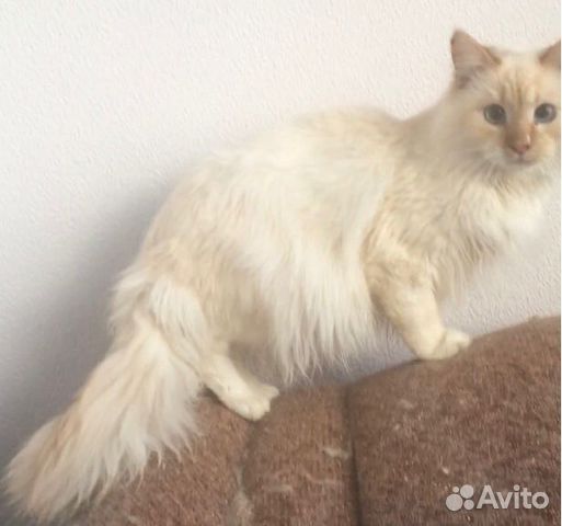 Невский маскарадный кот