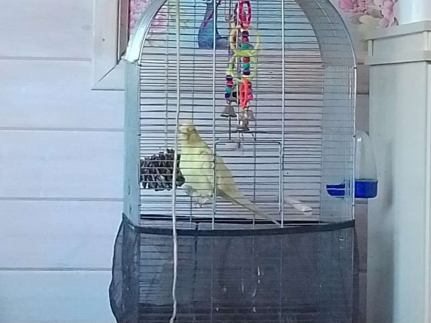 Попугай корелла с клеткой